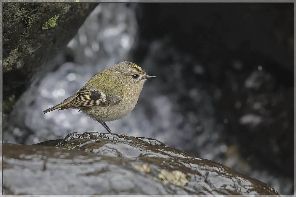 Azoren-Wintergoldhähnchen Foto & Bild | tiere, wildlife, wild lebende ...