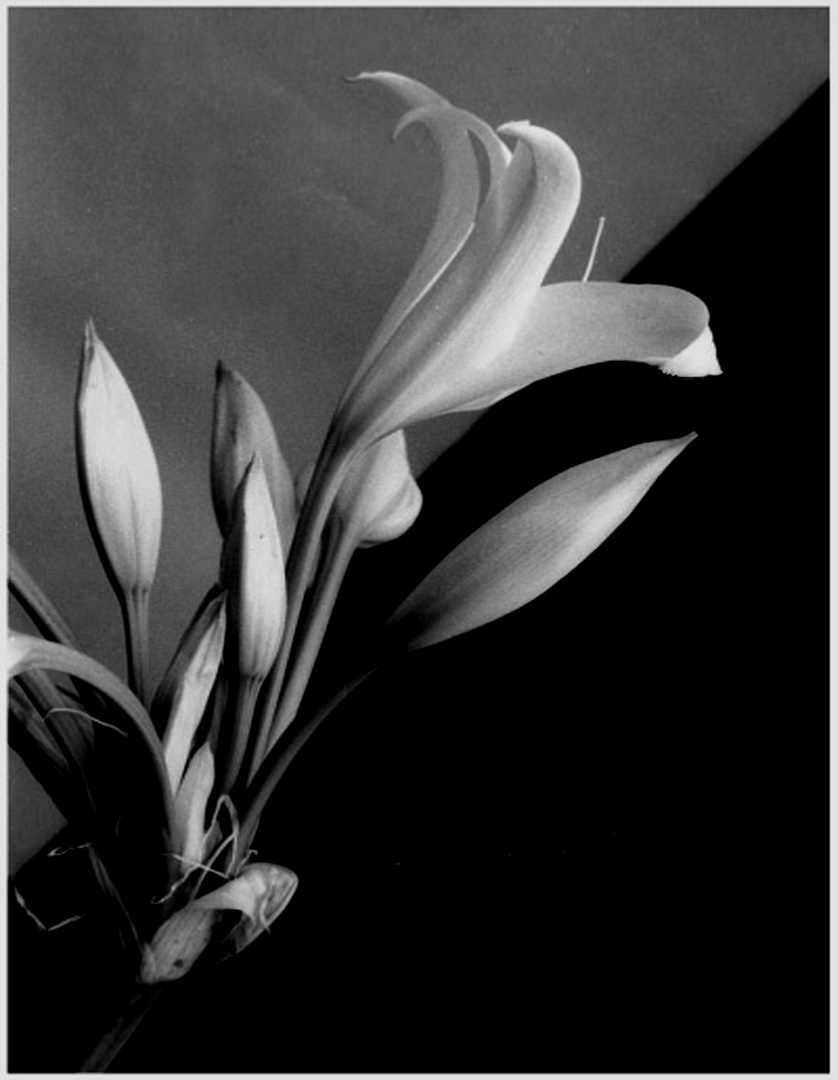 Azucena blanca Foto & Bild | spezial, macro, stillleben Bilder auf ...