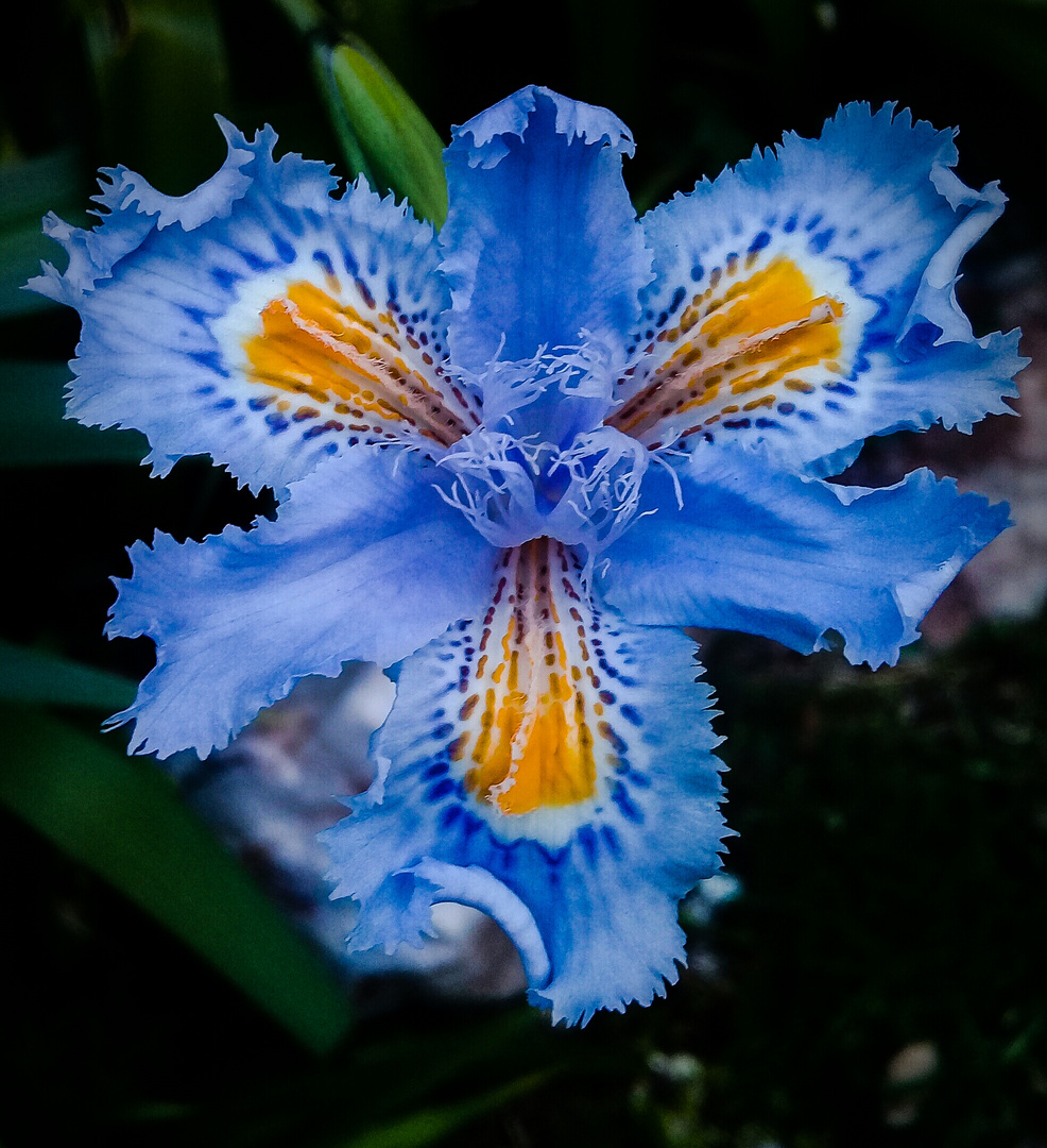 Azul natural Imagen & Foto | natur, naturaleza Fotos de fotocommunity