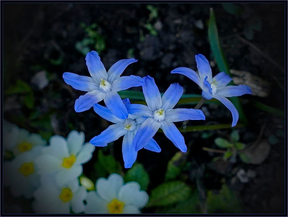 Azulinas Foto & Bild | blumen , spezial, stillleben Bilder auf ...