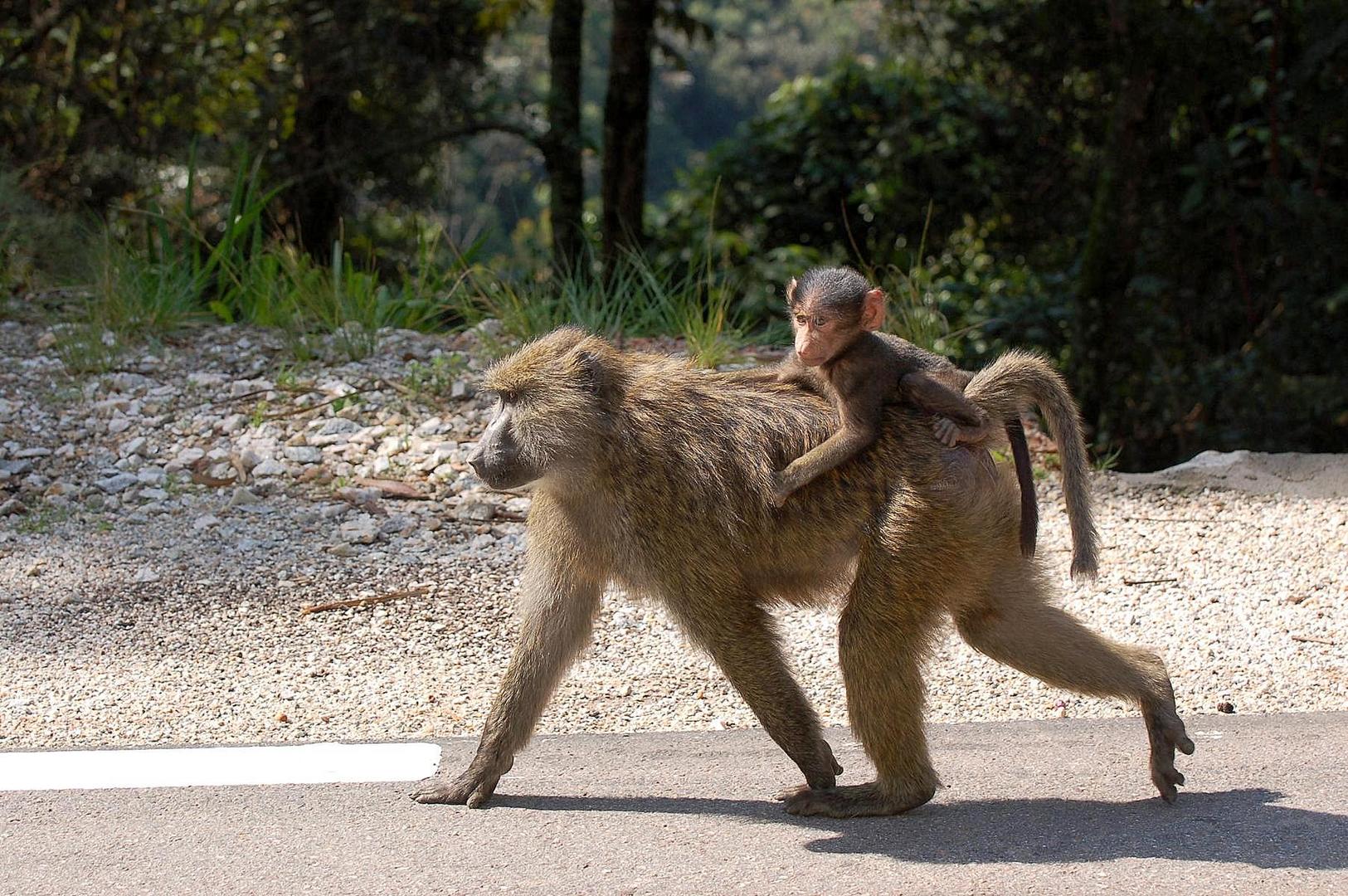 Baboos am Straßenrand Foto & Bild | africa, eastern africa, rwanda ...