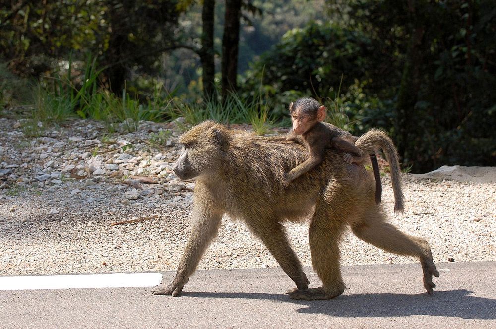 Baboos am Straßenrand Foto & Bild | africa, eastern africa, rwanda ...