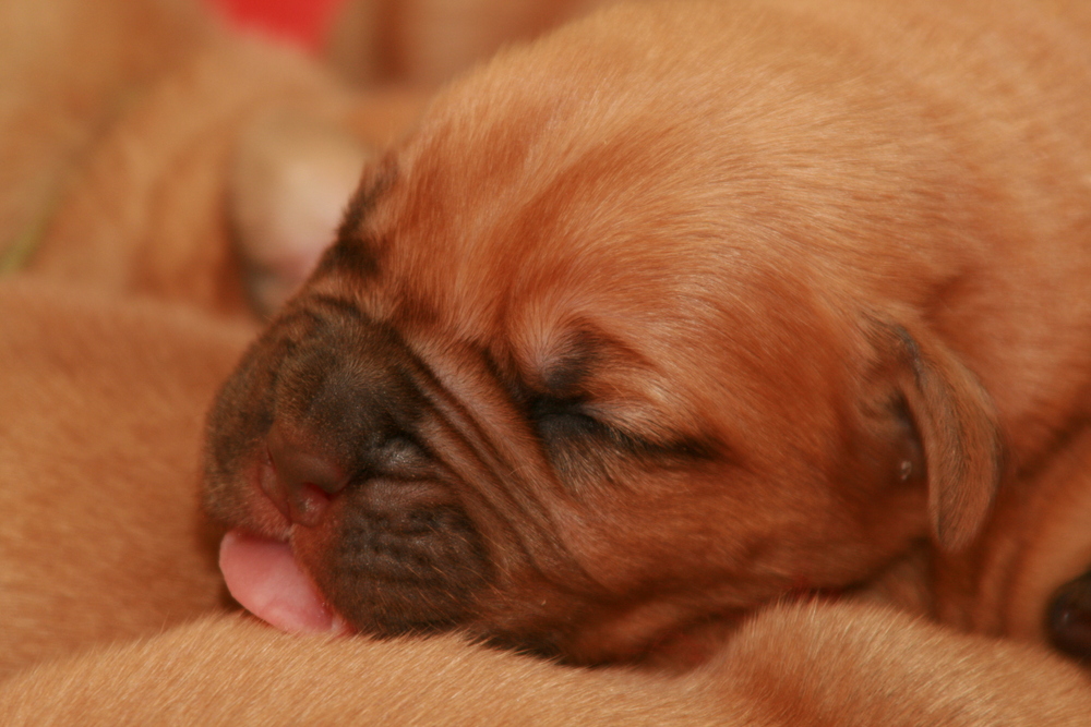 Baby Foto & Bild | tiere, haustiere, hunde Bilder auf fotocommunity