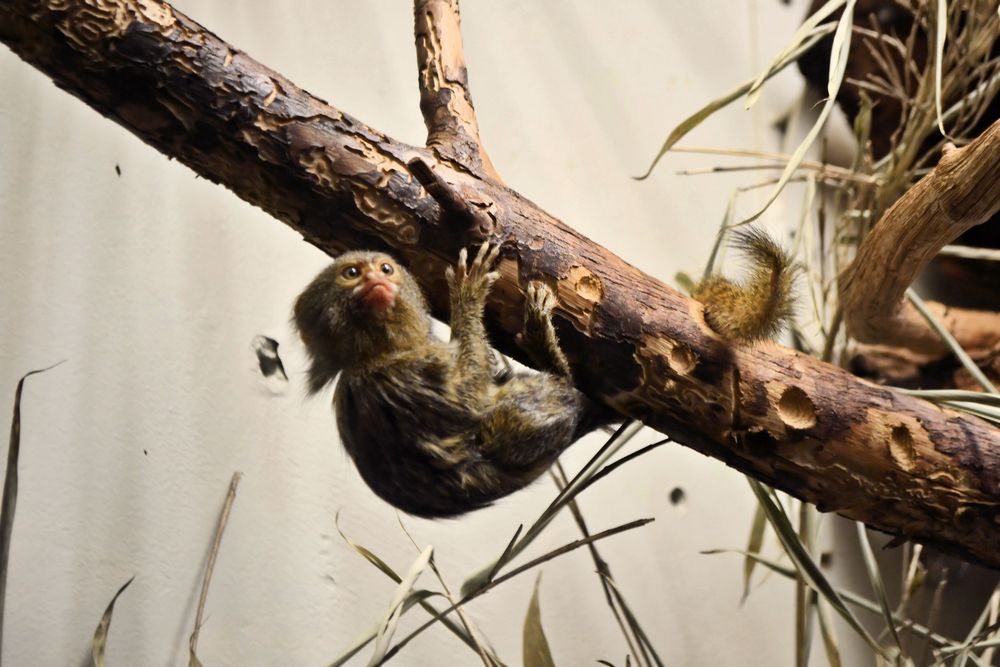 Baby Affe Foto & Bild | tiere, tierkinder, fotos Bilder auf fotocommunity