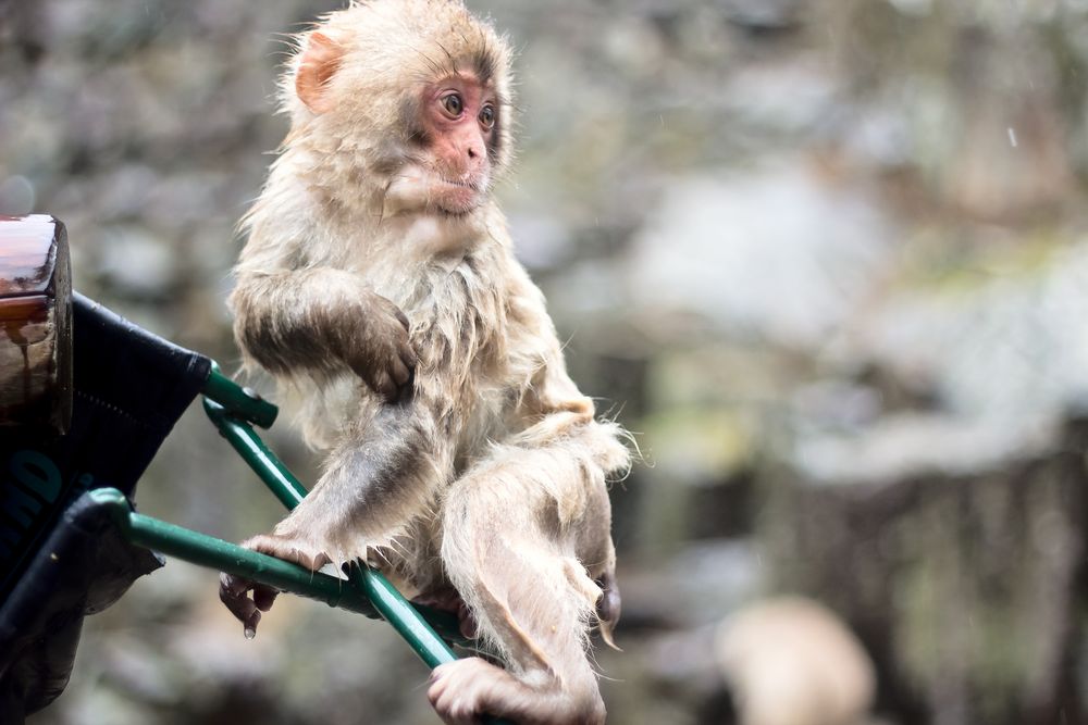 Baby Affe - Contest - Bild & Foto von v.schu aus Affen - Fotografie ...