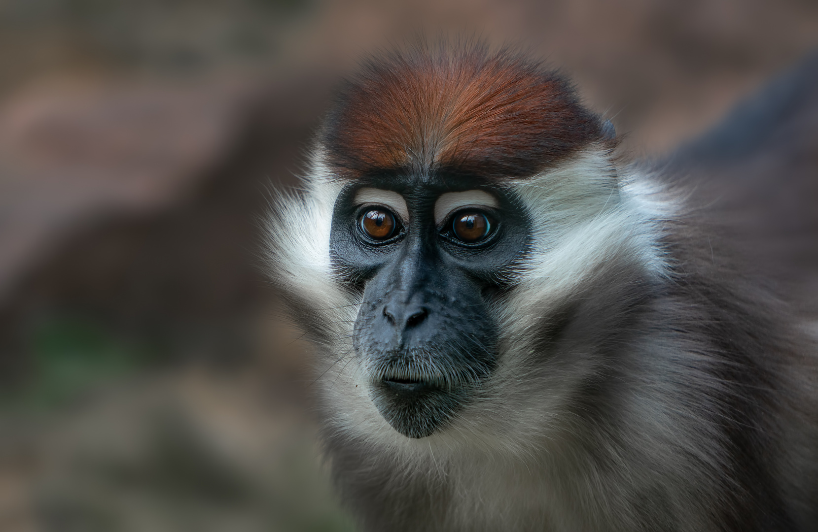 Baby Affen Portrait Foto & Bild | tiere, zoo, wildpark & falknerei ...