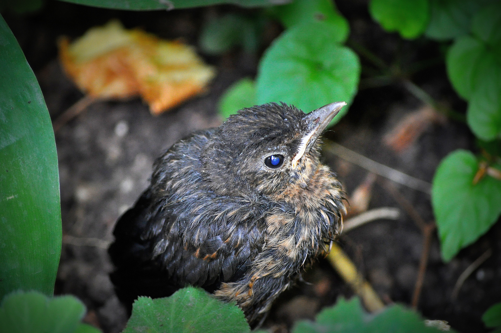 Baby Amsel Foto & Bild | tiere, wildlife, wild lebende vögel Bilder auf ...