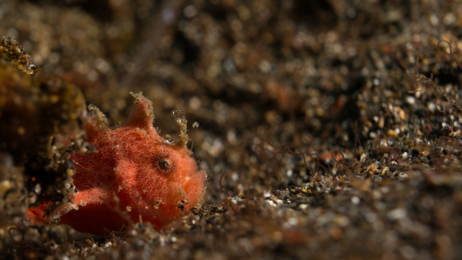 Baby Angler and hidden prey Foto & Bild | tiere, wildlife, fische ...