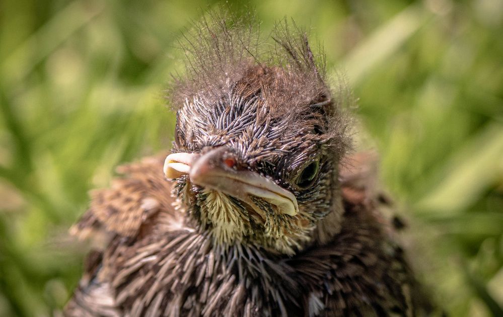 Baby Foto & Bild | fotos, natur, vögel Bilder auf fotocommunity