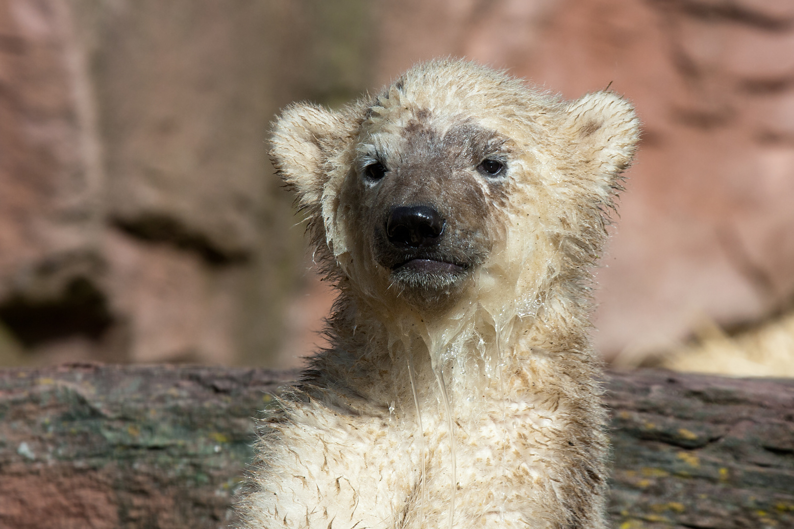 Baby-Bär Foto & Bild | tiere, zoo, wildpark & falknerei, säugetiere ...