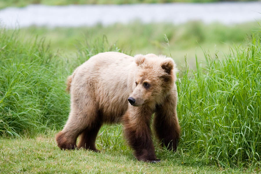 Baby Bär Foto & Bild | tiere, wildlife, wildlife: sonstige tiere Bilder ...