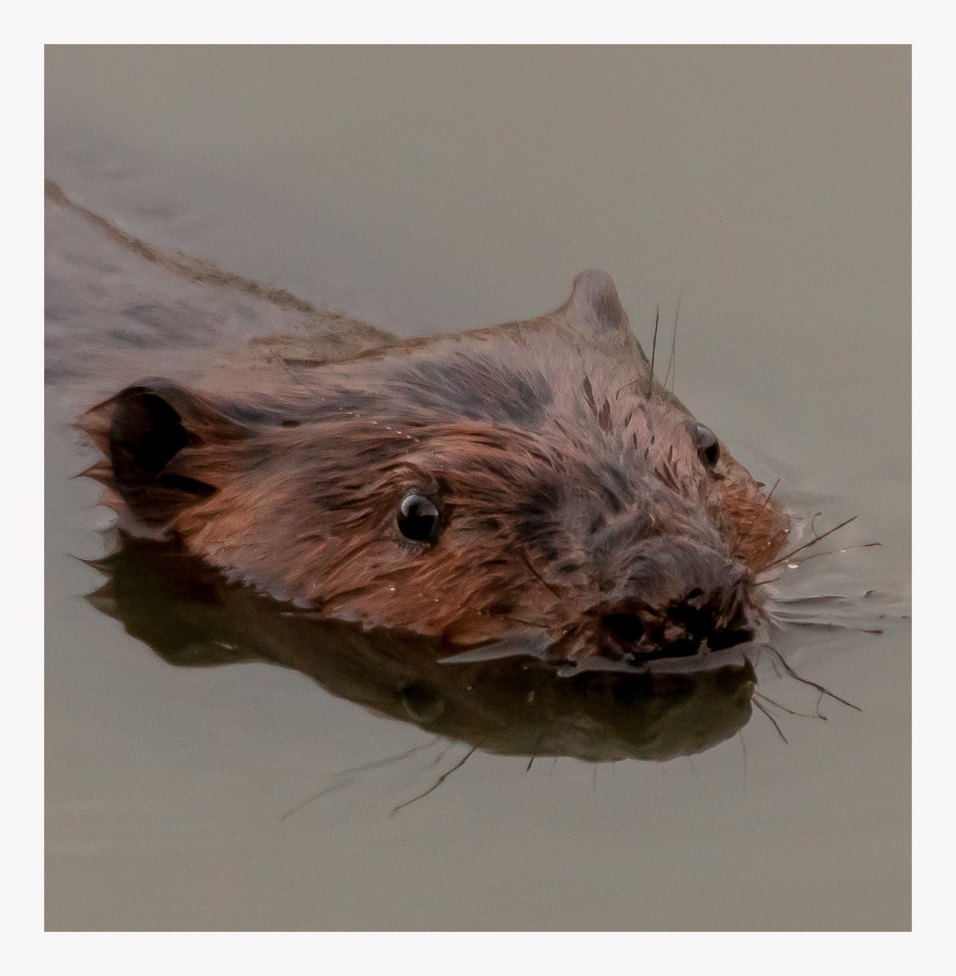 Baby Biber Porträt Foto & Bild | tiere, wildlife, säugetiere Bilder auf ...