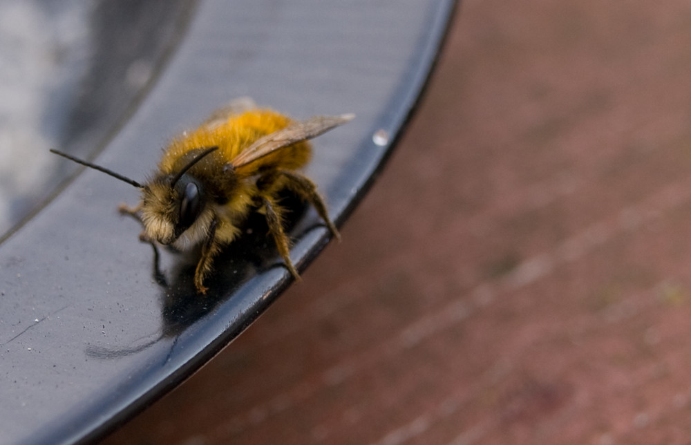 Baby Biene Foto & Bild | tiere, wildlife, insekten Bilder auf fotocommunity