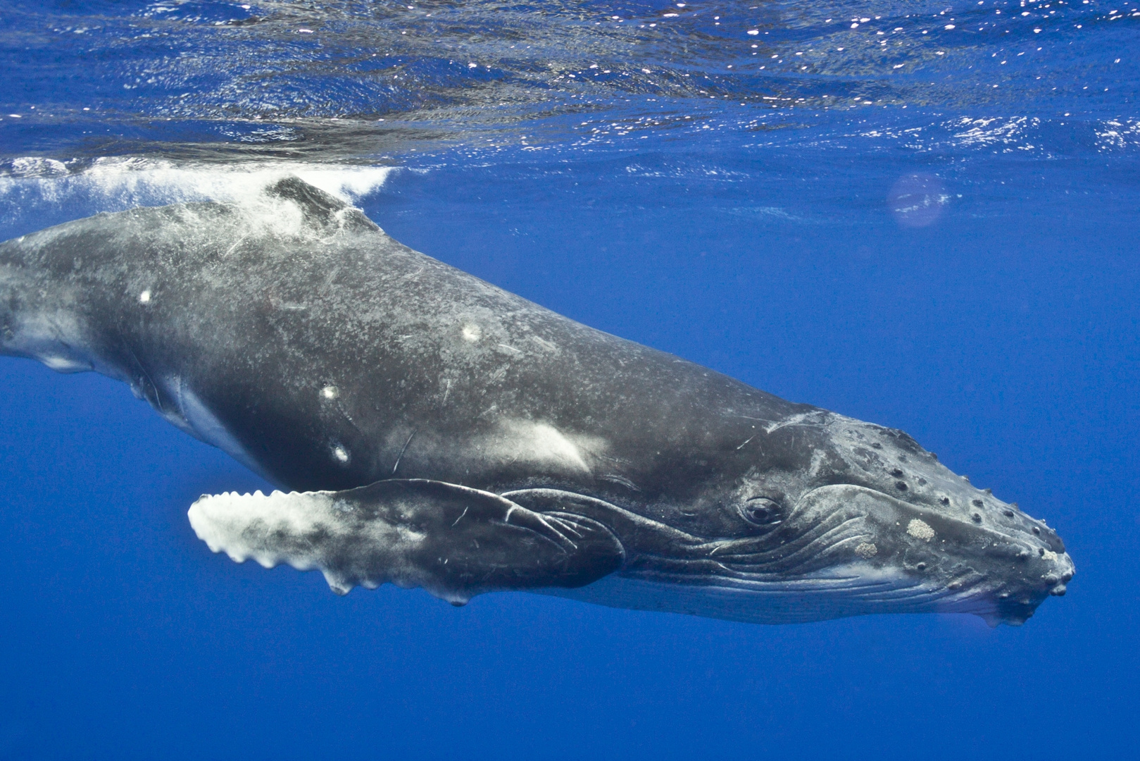 Baby Buckelwal Foto & Bild | unterwasser, uw-salzwasser, natur-kreativ ...