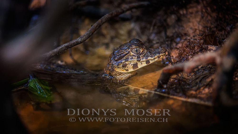 Baby Cayman Foto & Bild | south america, brazil, pantanal Bilder auf ...