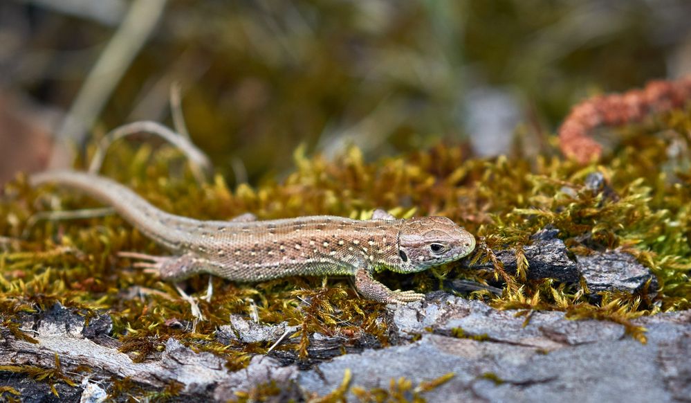 Baby-Echse Foto & Bild | feld, natur, tiere Bilder auf fotocommunity