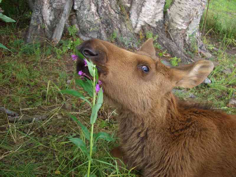 Baby Elch Foto & Bild | europe, scandinavia, sweden Bilder auf ...