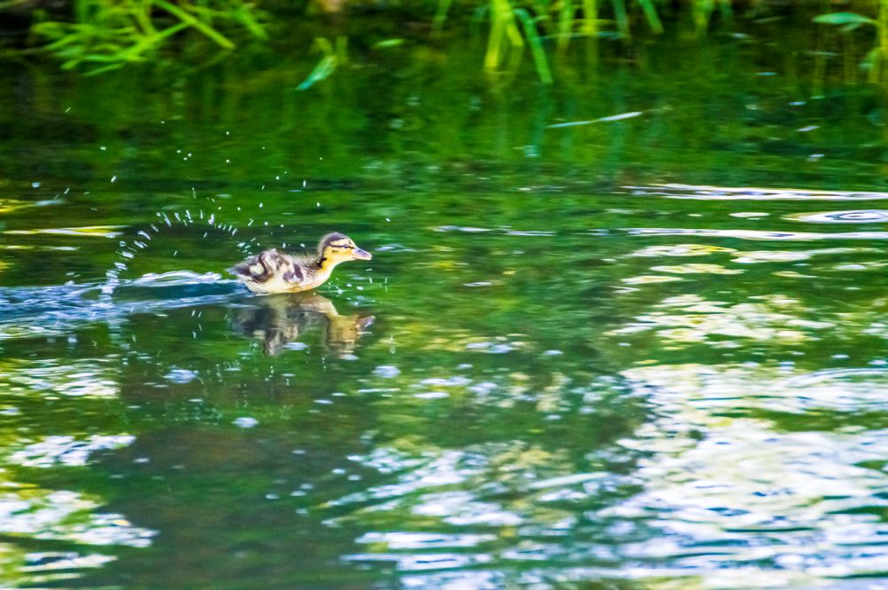 Baby Ente, auf der Flucht Foto & Bild | rennen, bäume, wiese Bilder auf ...
