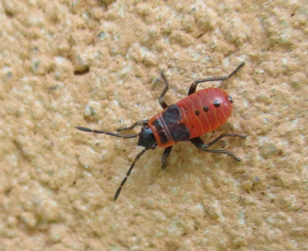 Baby Feuerwanze Foto & Bild | insekten, natur, tiere Bilder auf ...
