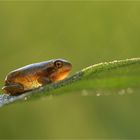 Baby-Froggy.... Foto & Bild | natur, tiere, wildlife Bilder auf ...