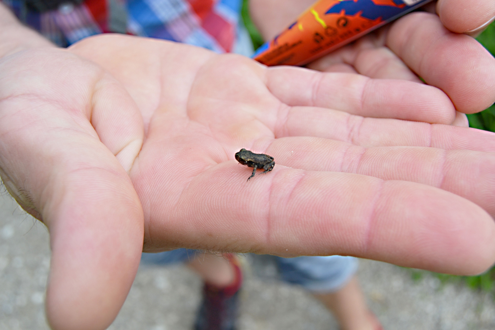 Baby Frosch Foto & Bild | tiere, tierkinder, animals crossing Bilder ...