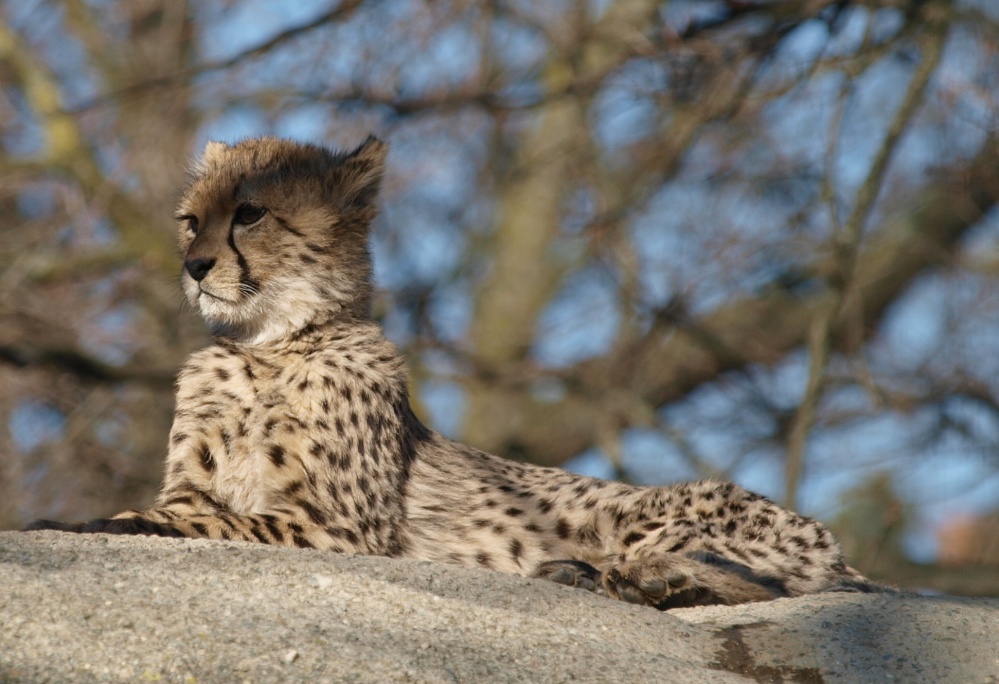 Baby Gepard Foto & Bild | tiere Bilder auf fotocommunity