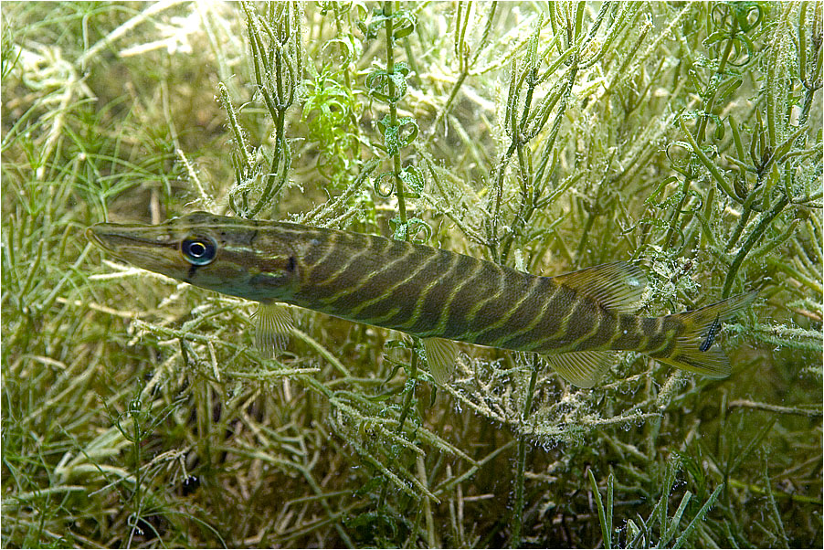 Baby Hecht Foto & Bild | unterwasser, uw-süsswasser, natur-kreativ ...