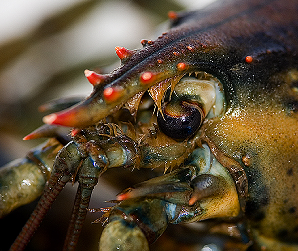 Baby - Hummer ..... Foto & Bild | tiere, wildlife, krebse Bilder auf ...
