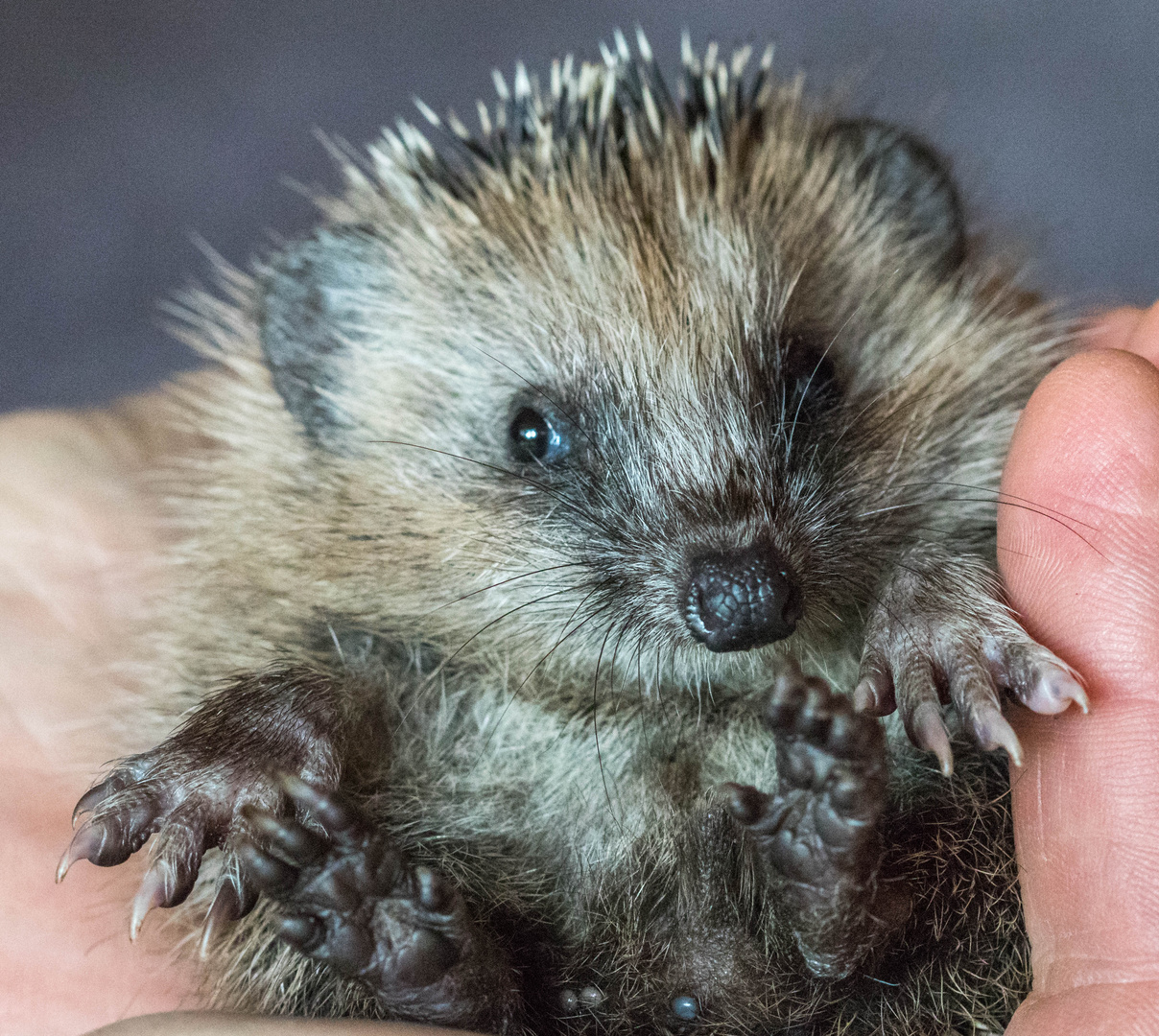 Baby Igel Foto & Bild | natur, herbst, wildlife Bilder auf fotocommunity