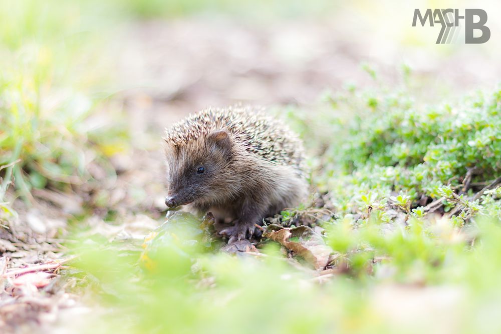Baby-Igel ist auf Nahrungssuche :) Foto & Bild | tiere, tierkinder ...