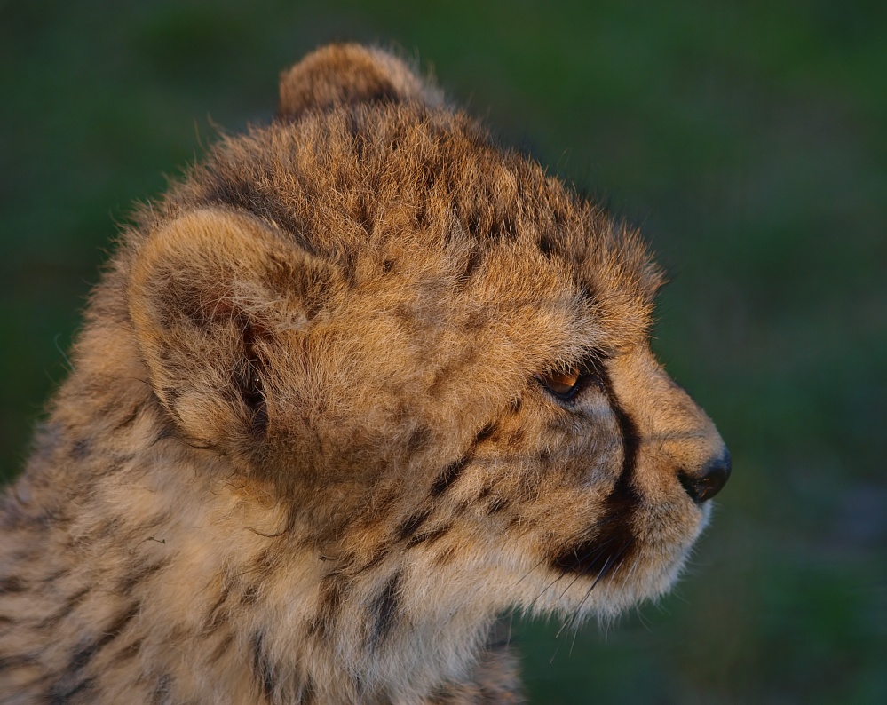 Baby-Jäger Teil 3 Foto & Bild | tiere, zoo, wildpark & falknerei ...