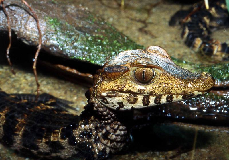 Baby-Kaiman Foto & Bild | tiere, zoo, wildpark & falknerei, amphibien ...