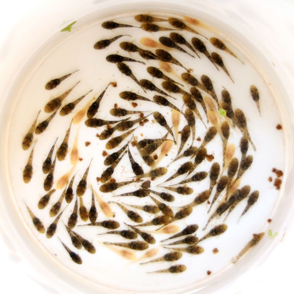 Baby-Kreisel Foto & Bild | natur, tiere, fische Bilder auf fotocommunity