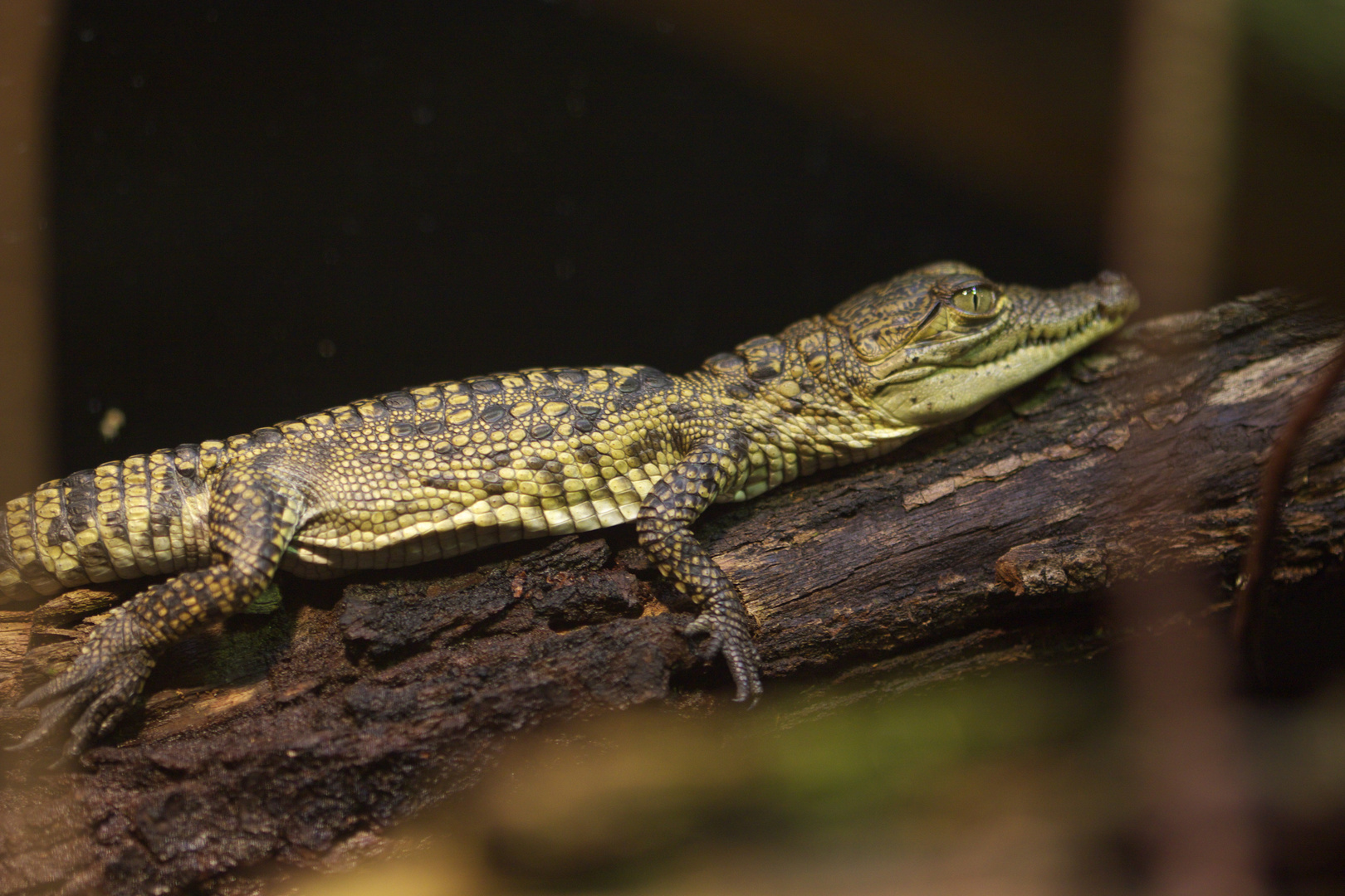 Baby-Krokodil Foto & Bild | tiere, zoo, wildpark & falknerei, amphibien ...