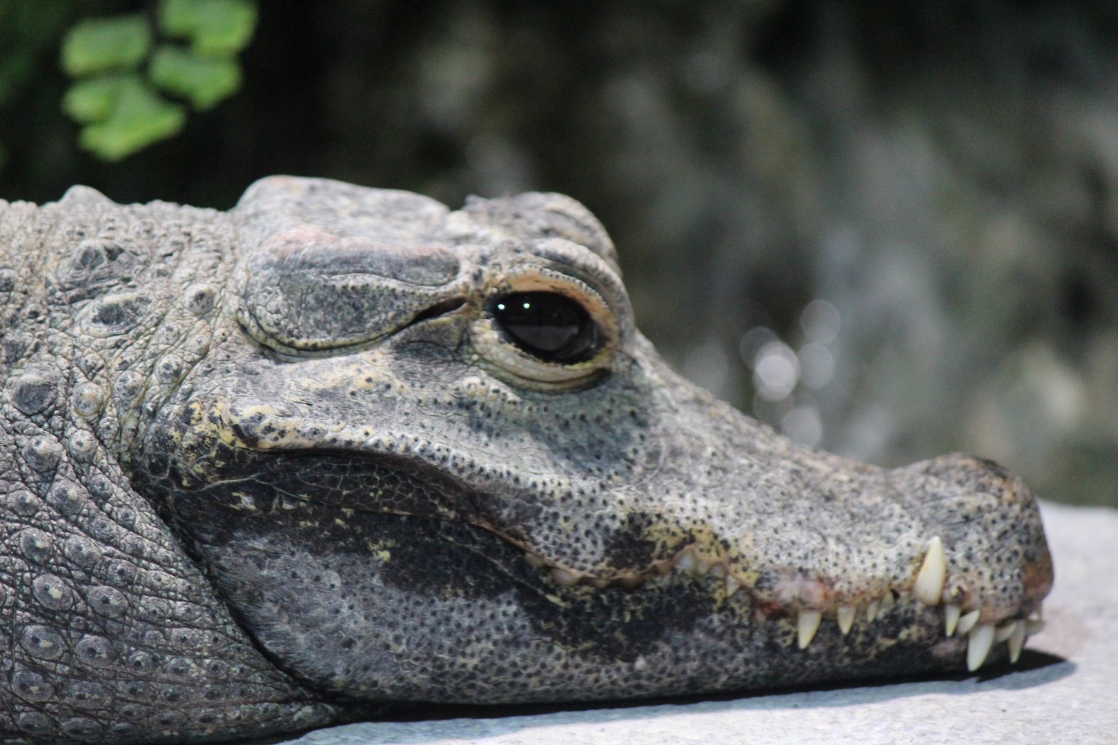 Baby Krokodil Foto & Bild | tiere, tierkinder, natur Bilder auf ...