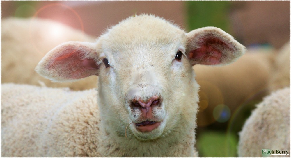 Baby- Lamm - Bild & Foto von BlackBerry21 aus F R Ü H L I N G- CONTEST ...