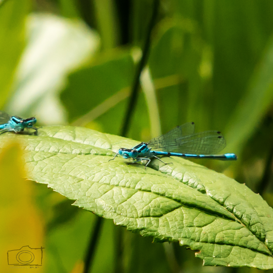 Baby Libelle Foto & Bild | tiere, tierkinder, natur Bilder auf ...
