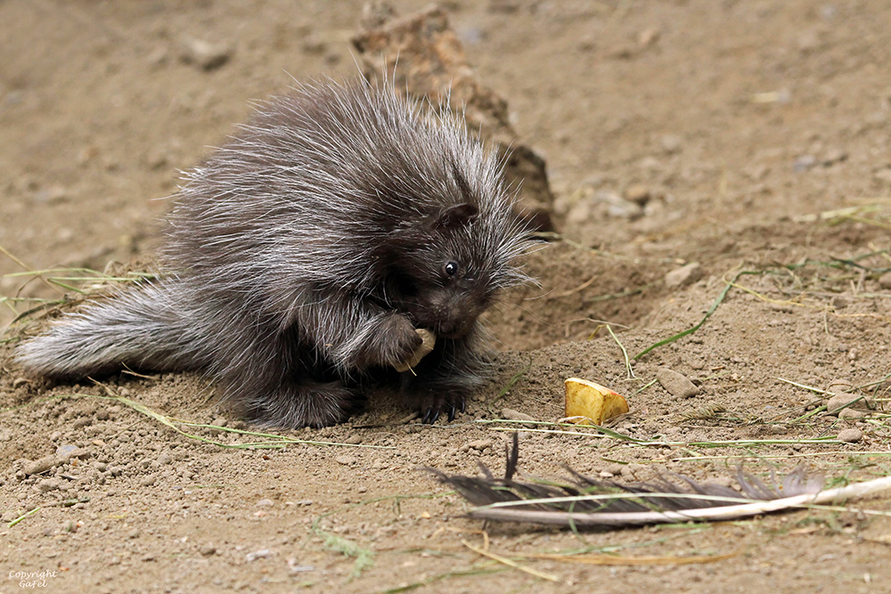 Baby MAY Foto & Bild | natur, tiere, tierkinder Bilder auf fotocommunity