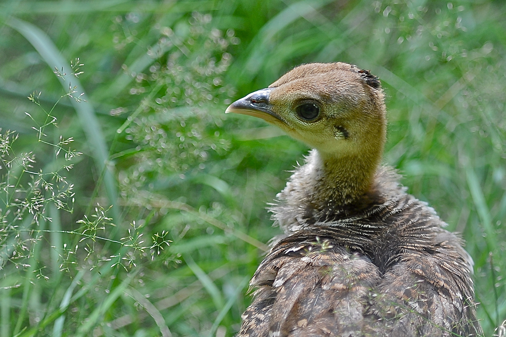 Baby-Pfau Foto & Bild | tiere, zoo, wildpark & falknerei, vögel Bilder ...