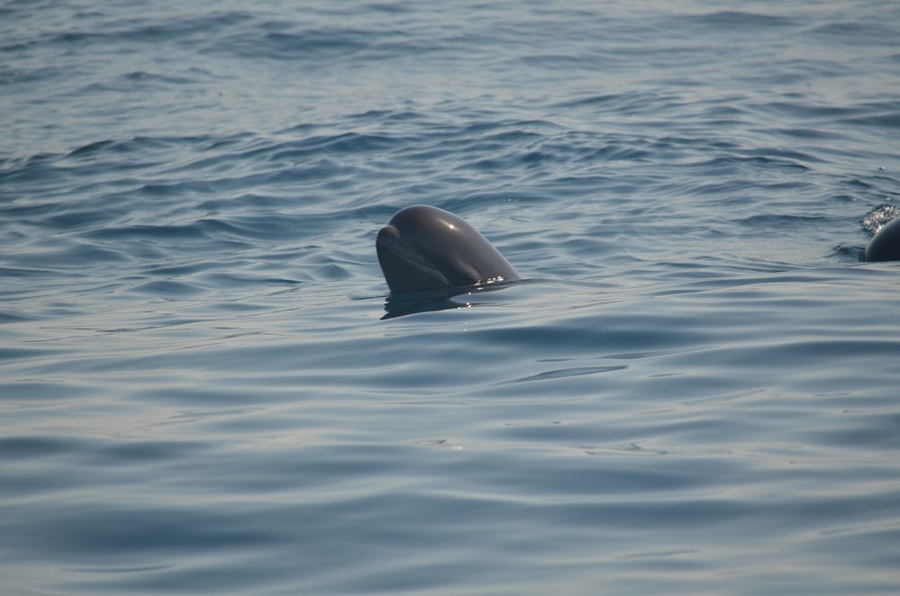 Baby Pilotwal Foto & Bild | tiere, wildlife, säugetiere Bilder auf ...