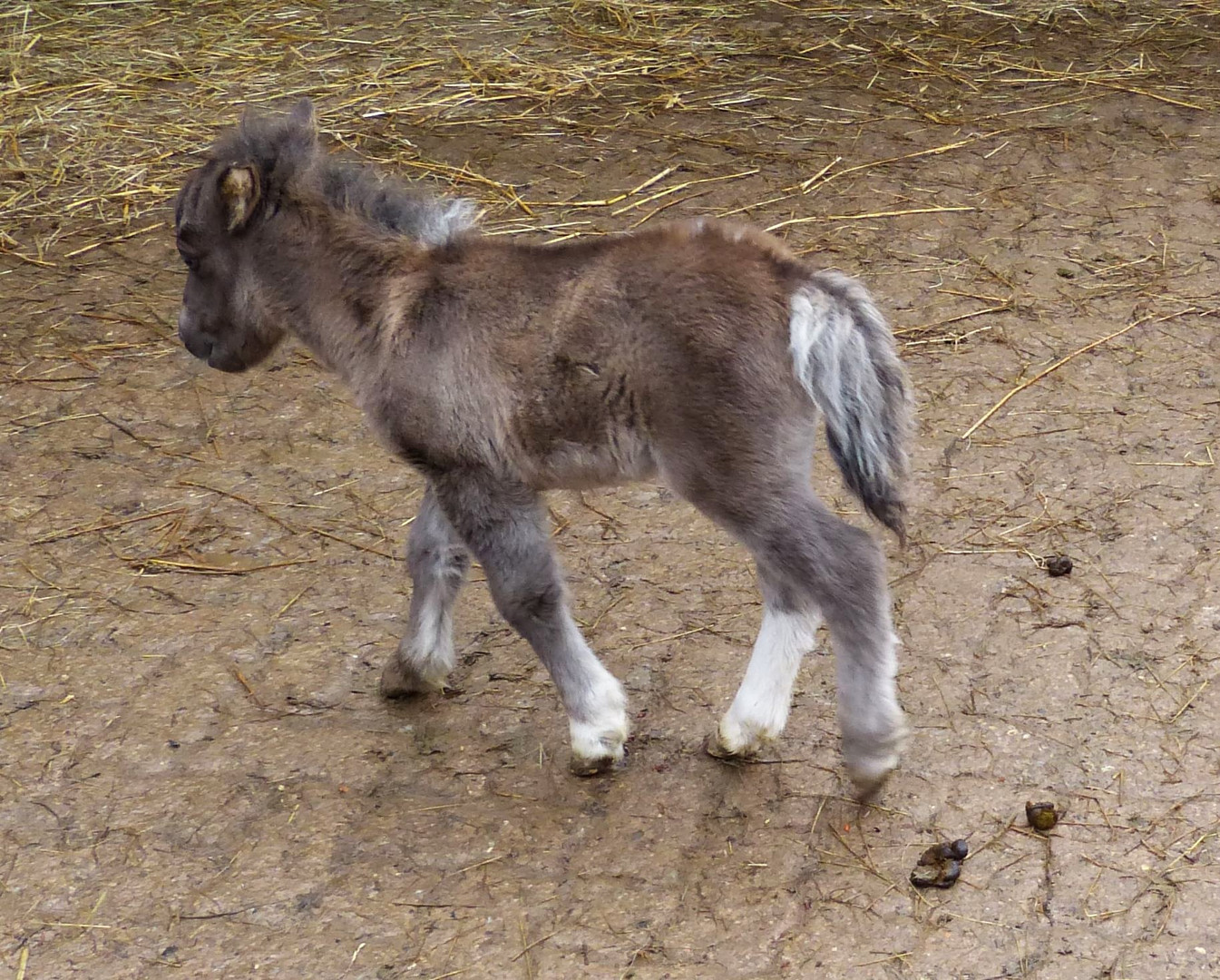 Baby Pony Foto & Bild | tiere, haustiere, pferde, esel, maultiere ...