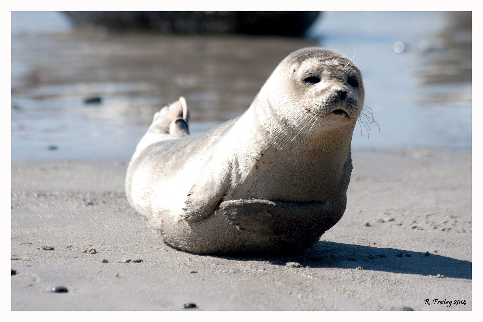 Baby-Robbe Foto & Bild | tiere, wildlife, säugetiere Bilder auf ...