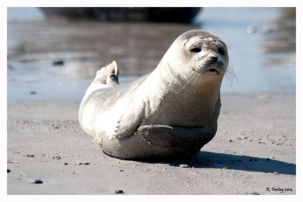 Baby-Robbe Foto & Bild | tiere, wildlife, säugetiere Bilder auf ...