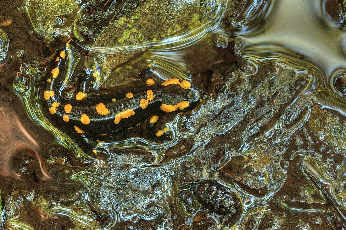 Baby Salamander Foto & Bild | tiere, wildlife, amphibien & reptilien ...