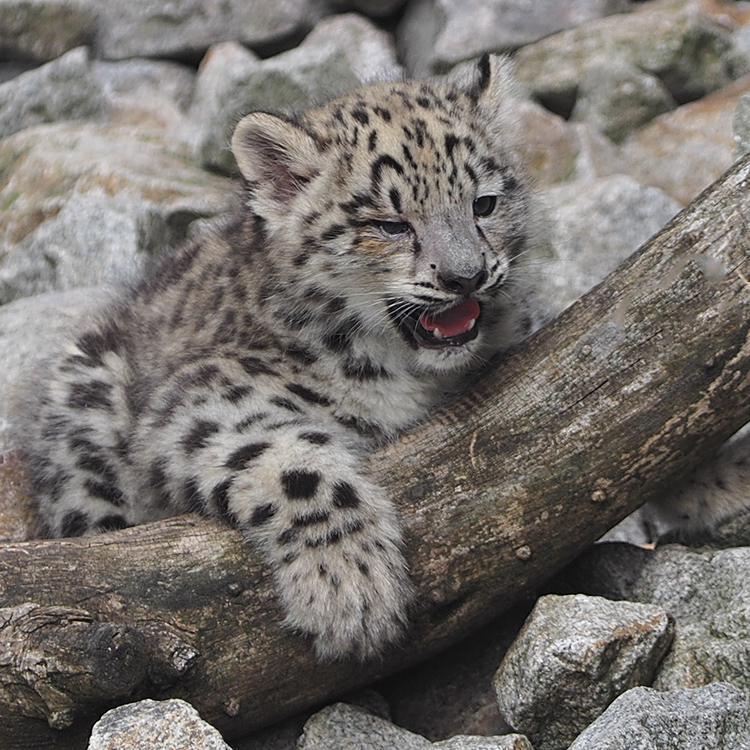 Baby Schneeleopard Schneeleoparden Babys In Zürich: Ein Küsschen