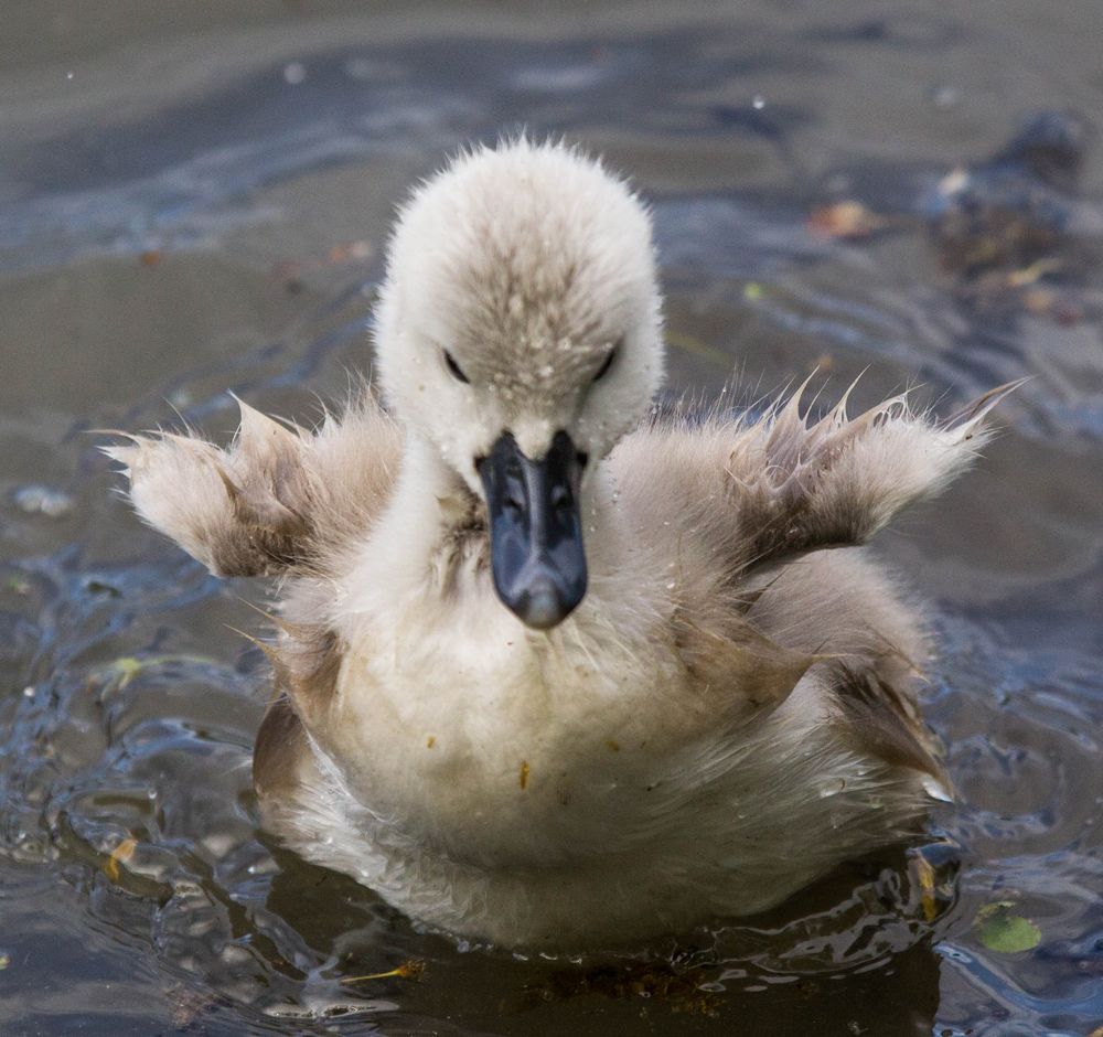 Baby Schwan Foto & Bild | tiere, wildlife, wild lebende vögel Bilder ...