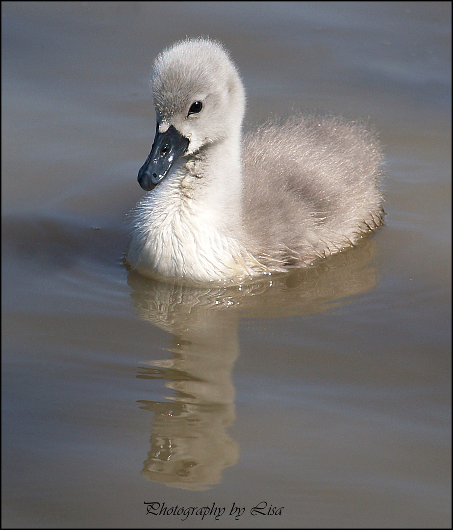 Baby Schwan Foto & Bild | tiere, natur Bilder auf fotocommunity
