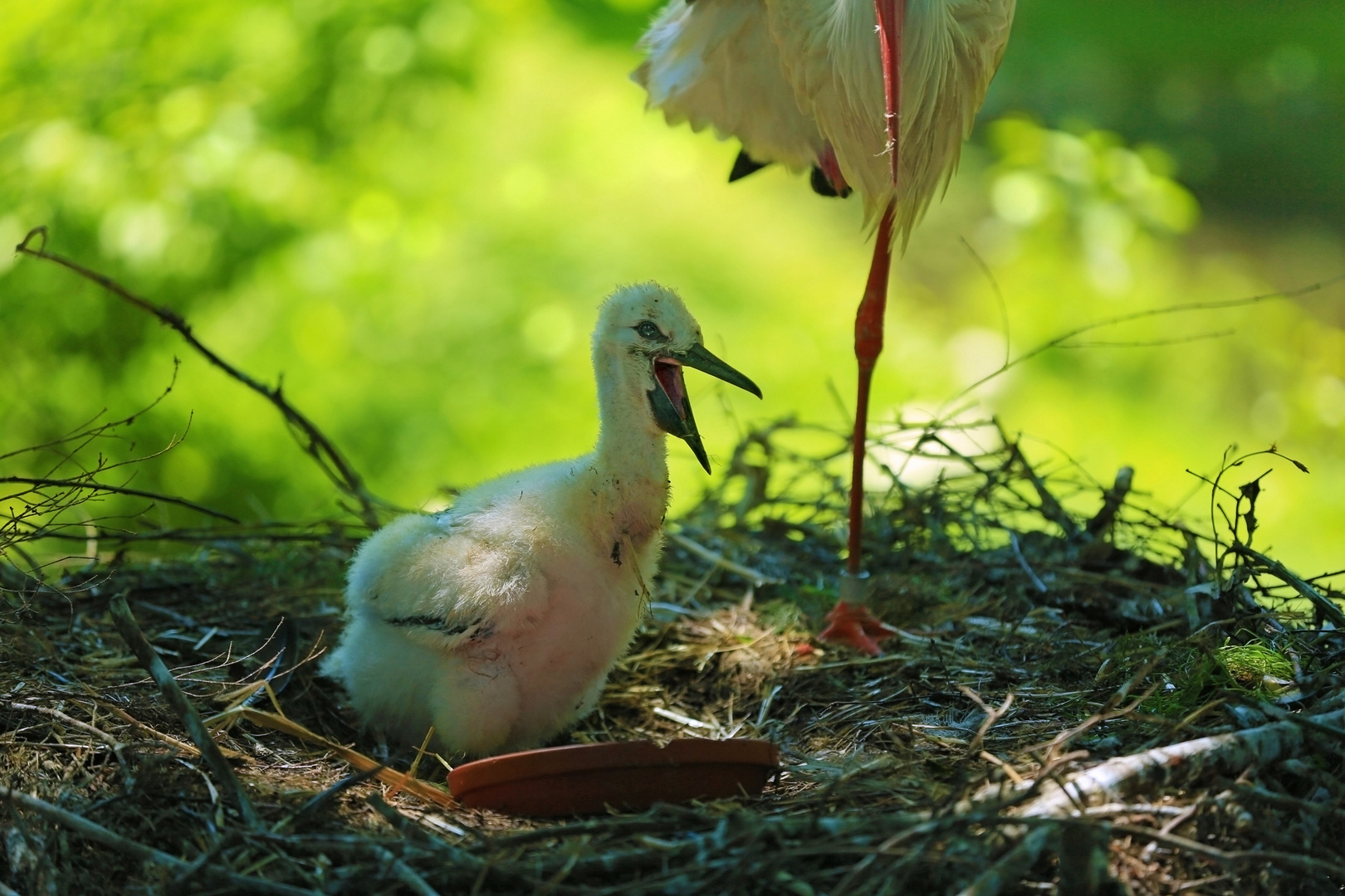 Baby Storch Foto & Bild | tiere, wildlife, wild lebende vögel Bilder ...