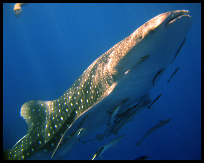 Baby Walhai Foto & Bild | tiere, wildlife, fische Bilder auf fotocommunity