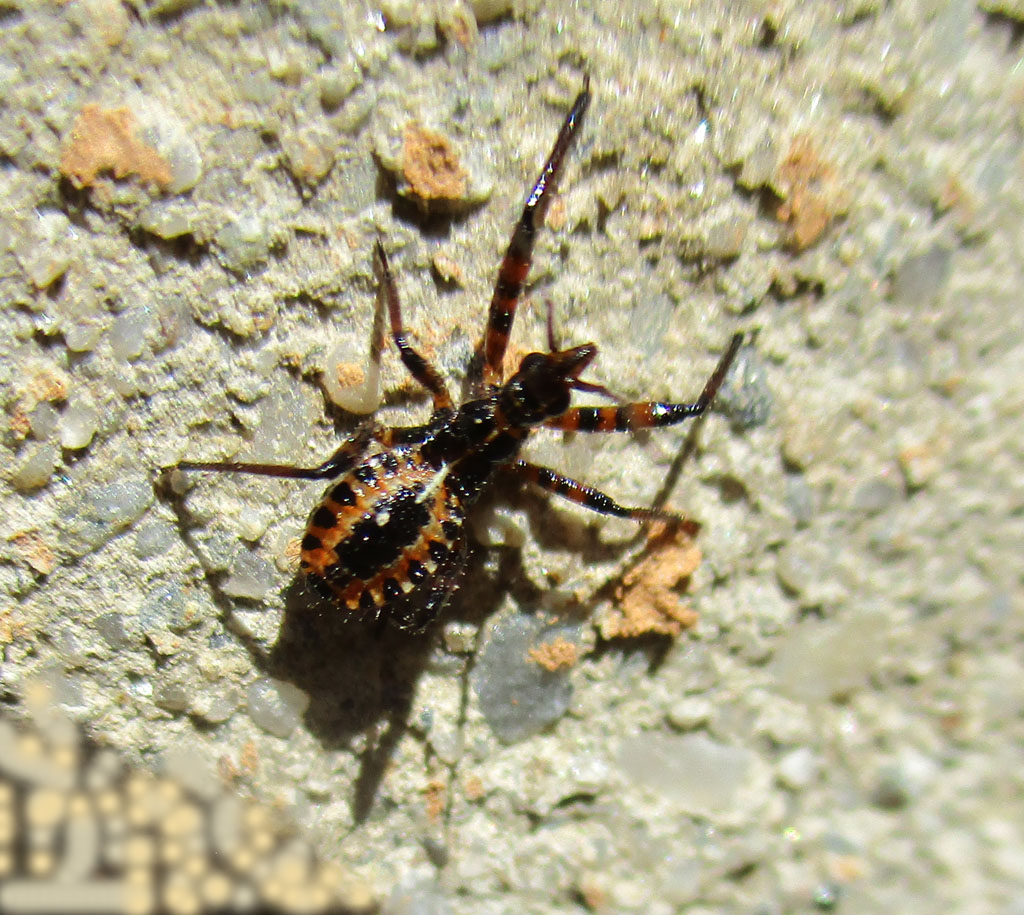 Baby Wanze vom September 2017 Foto & Bild | natur, insekten, tiere ...